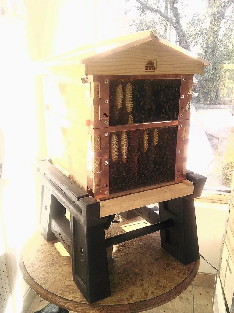 Build Your Own Observation Hive – 2014 – Eco Bee Box – Modern Urban ...
