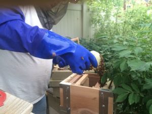 When Baiting Swarms Don’t Use a Screened Bottom Board – 2016 – Eco Bee ...