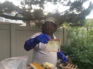 When Baiting Swarms Don’t Use a Screened Bottom Board – 2016 – Eco Bee ...