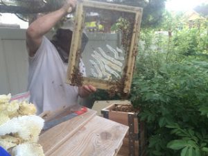 When Baiting Swarms Don’t Use a Screened Bottom Board – 2016 – Eco Bee ...